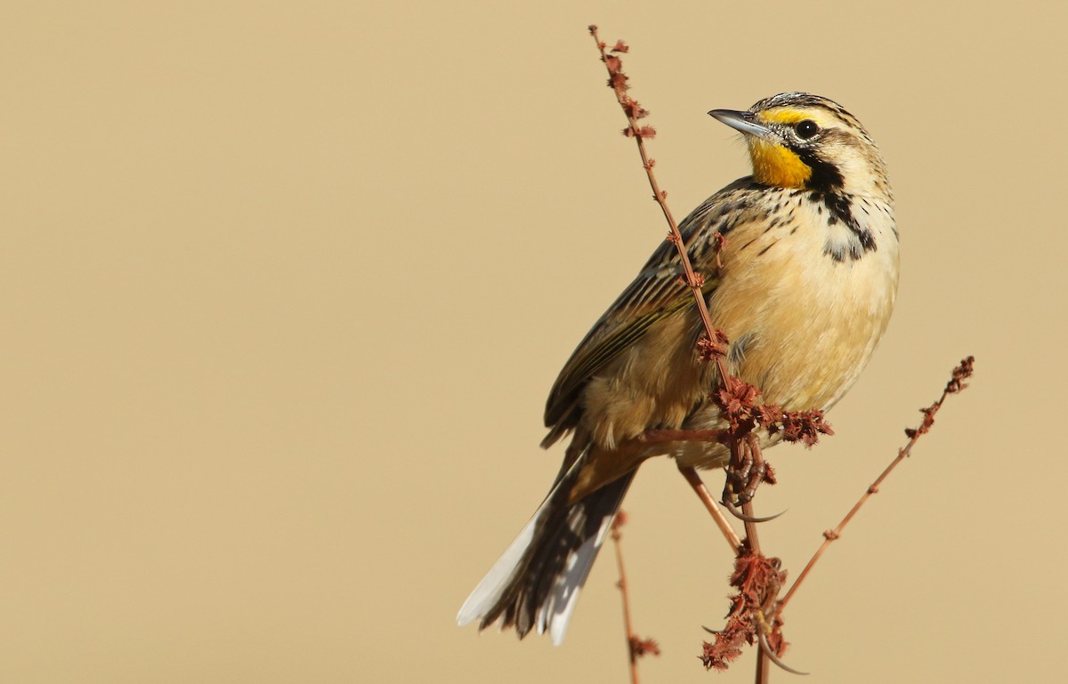 Abyssinian Longclaw - Macronyx flavicollis - Birds of the World