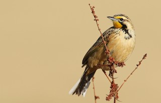 Abyssinian Longclaw - Macronyx flavicollis - Birds of the World
