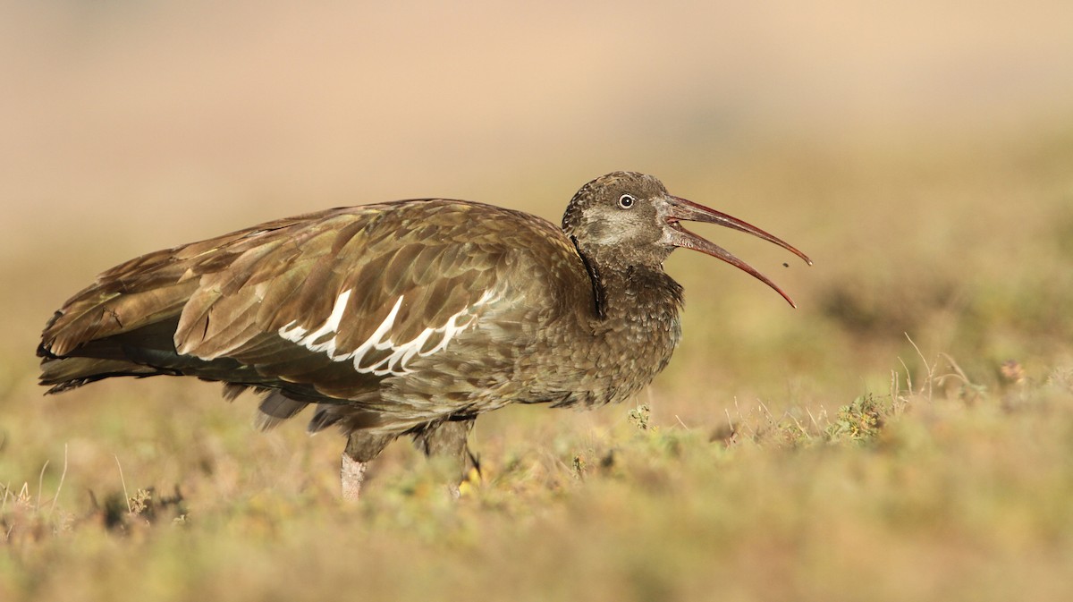Wattled Ibis - Bostrychia carunculata - Birds of the World