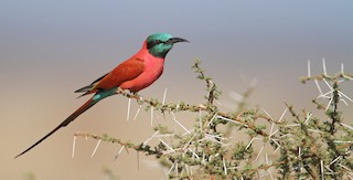 Northern Carmine Bee-eater - Merops nubicus - Birds of the World