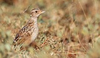 Liben Lark - Heteromirafra archeri - Birds of the World