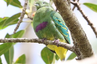 Dwarf Fruit-Dove - Ptilinopus nainus - Birds of the World