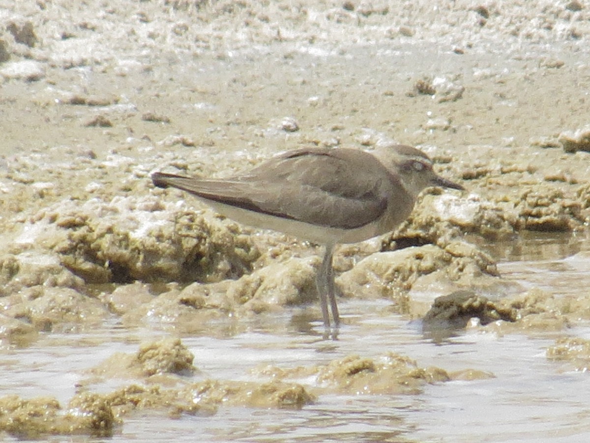 Israel Breeding Bird Atlas Checklist - 6 Apr 2021 - International ...