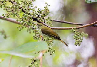 Plain Sunbird - Anthreptes simplex - Birds of the World