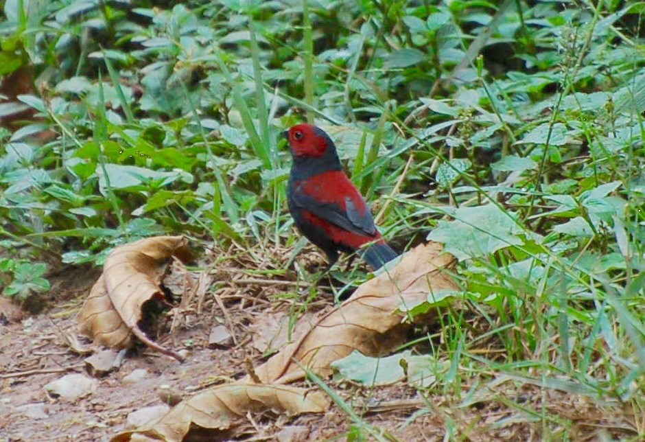 Dusky Crimsonwing - Cryptospiza jacksoni - Birds of the World