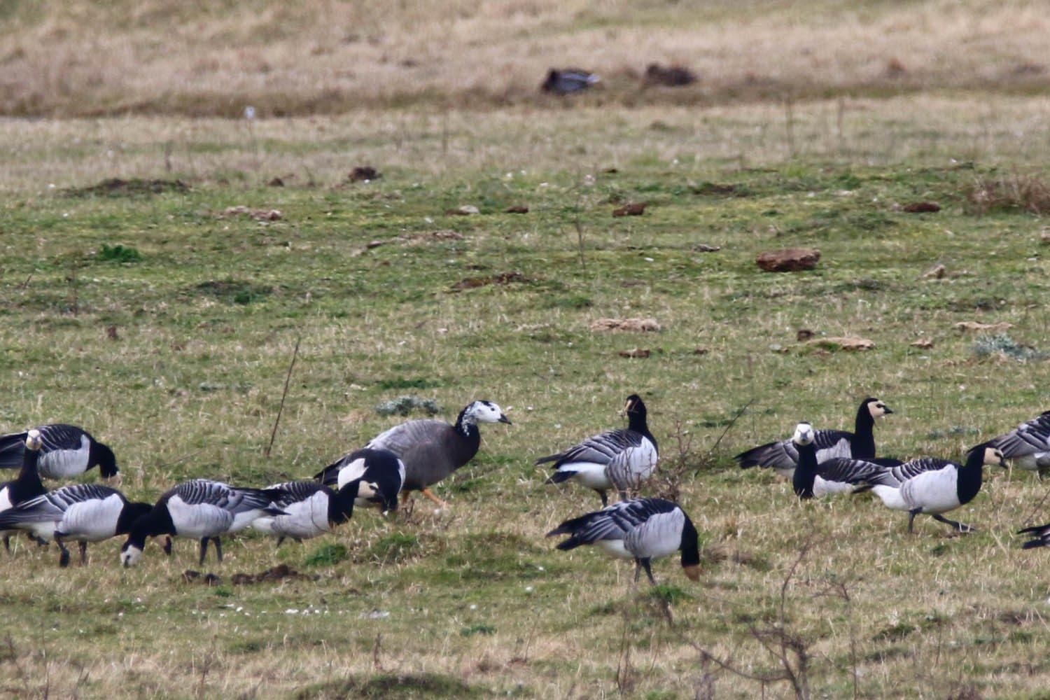 Emperor x Barnacle Goose (hybrid) - eBird
