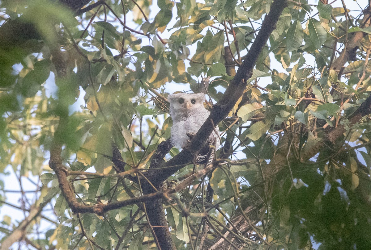 eBird Checklist - 11 Apr 2021 - Rifle Range Link - 27 species (+1 other ...