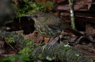 Dapple-throat - Arcanator orostruthus - Birds of the World