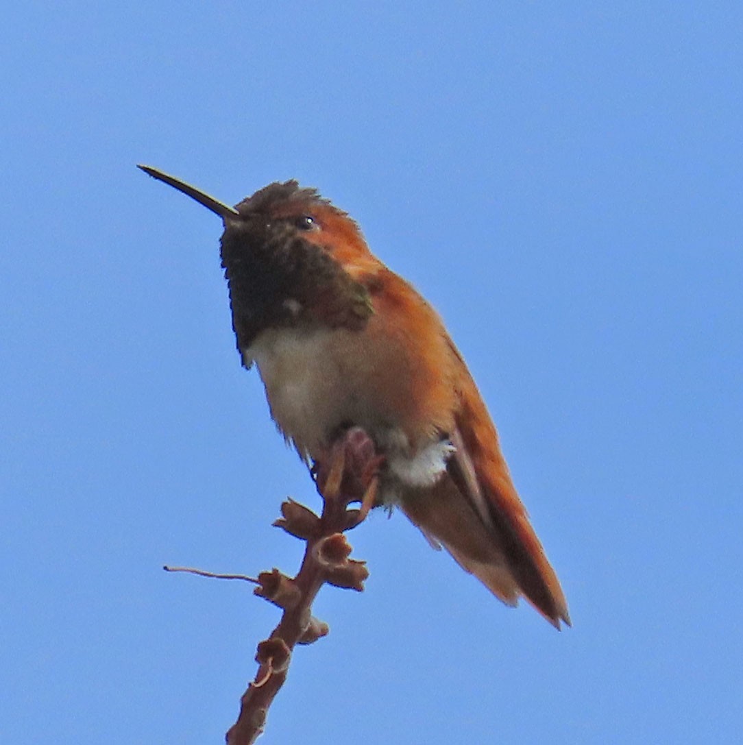 eBird Checklist - 11 Apr 2021 - Chrisanta Drive riparian (formerly La ...