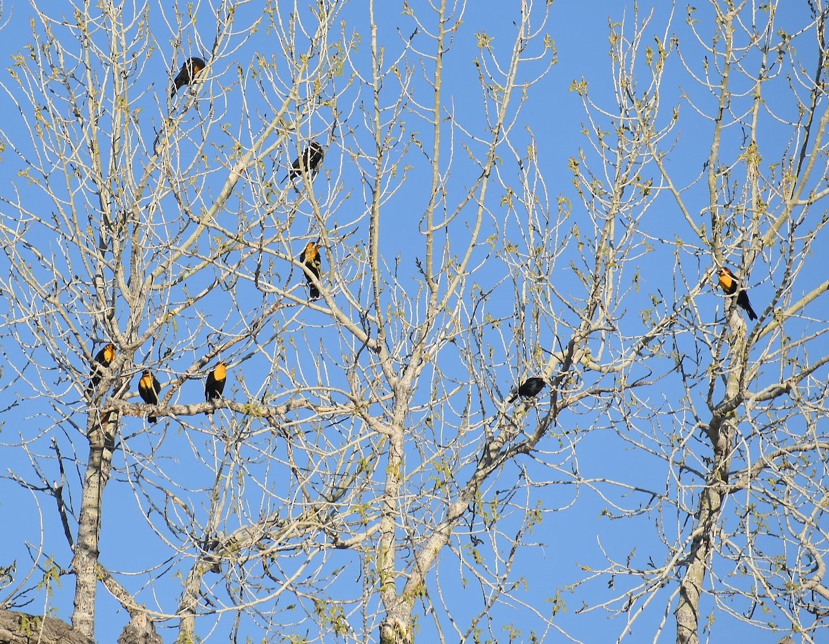 eBird Checklist - 11 Apr 2021 - Park Lake, Santa Rosa - 18 species