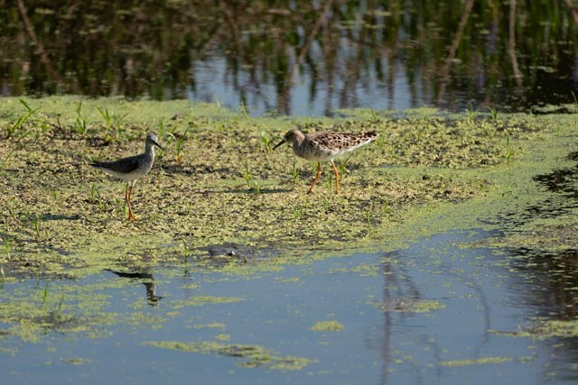 eBird Checklist - 10 Apr 2021 - Peaceful Waters Sanctuary - 17 species
