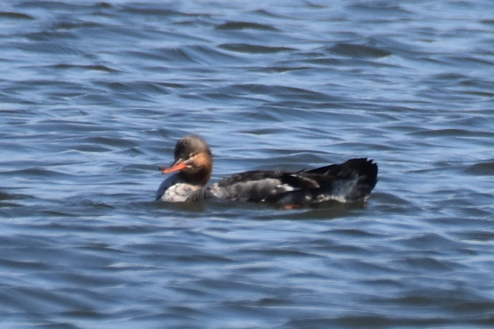 eBird Checklist - 11 Apr 2021 - Shawnee Mission Park--Shawnee Mission ...