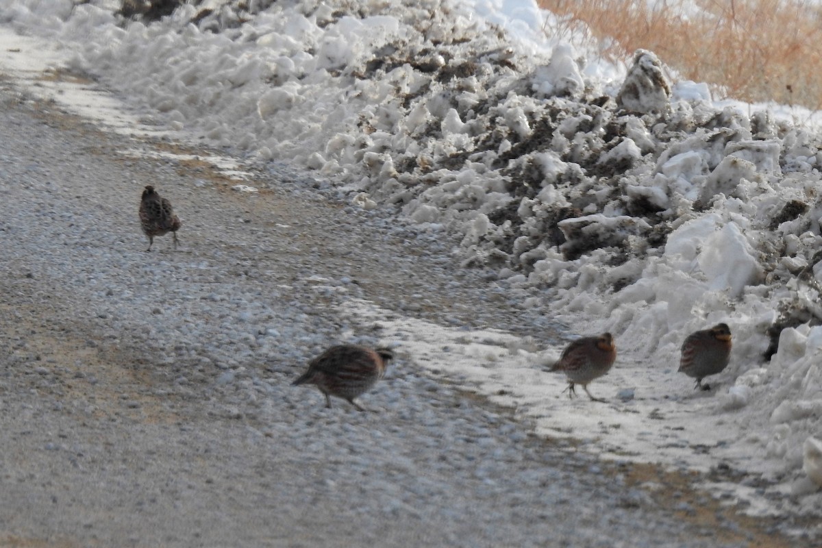 eBird Checklist - 1 Jan 2021 - Arbor Lake and Shoemaker Marsh - 1 ...