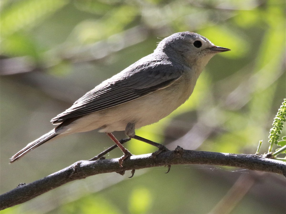 eBird Checklist - 12 Apr 2021 - Salt River--Coon Bluff Recreation Area ...
