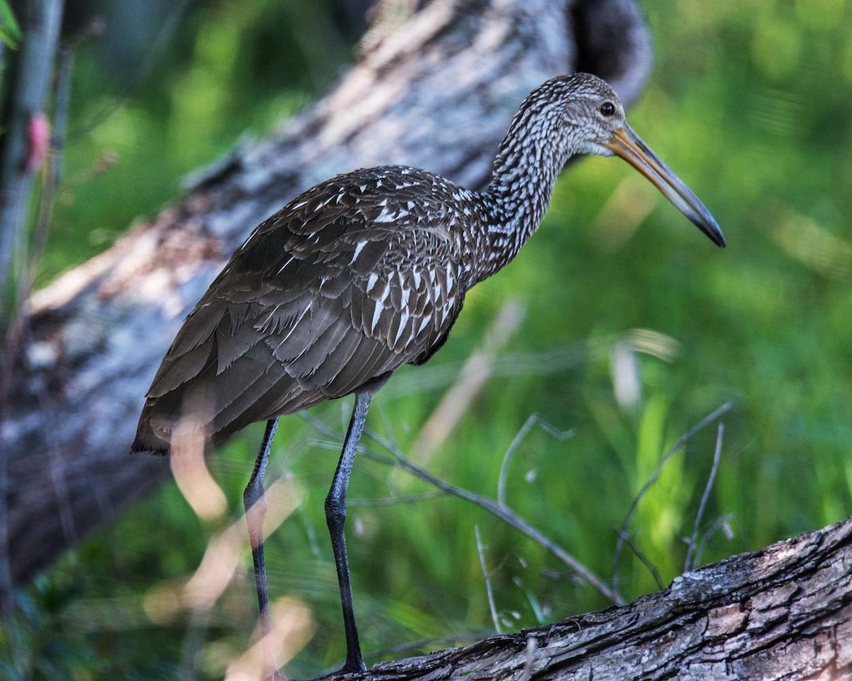 eBird Checklist - 11 Apr 2021 - Lake Natchez at Choctaw Bayou - 1 species
