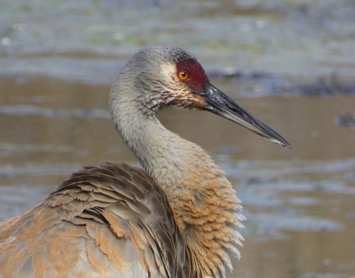 eBird Checklist - 13 Apr 2021 - Freeman Kame Forest Preserve--Camp Tomo ...