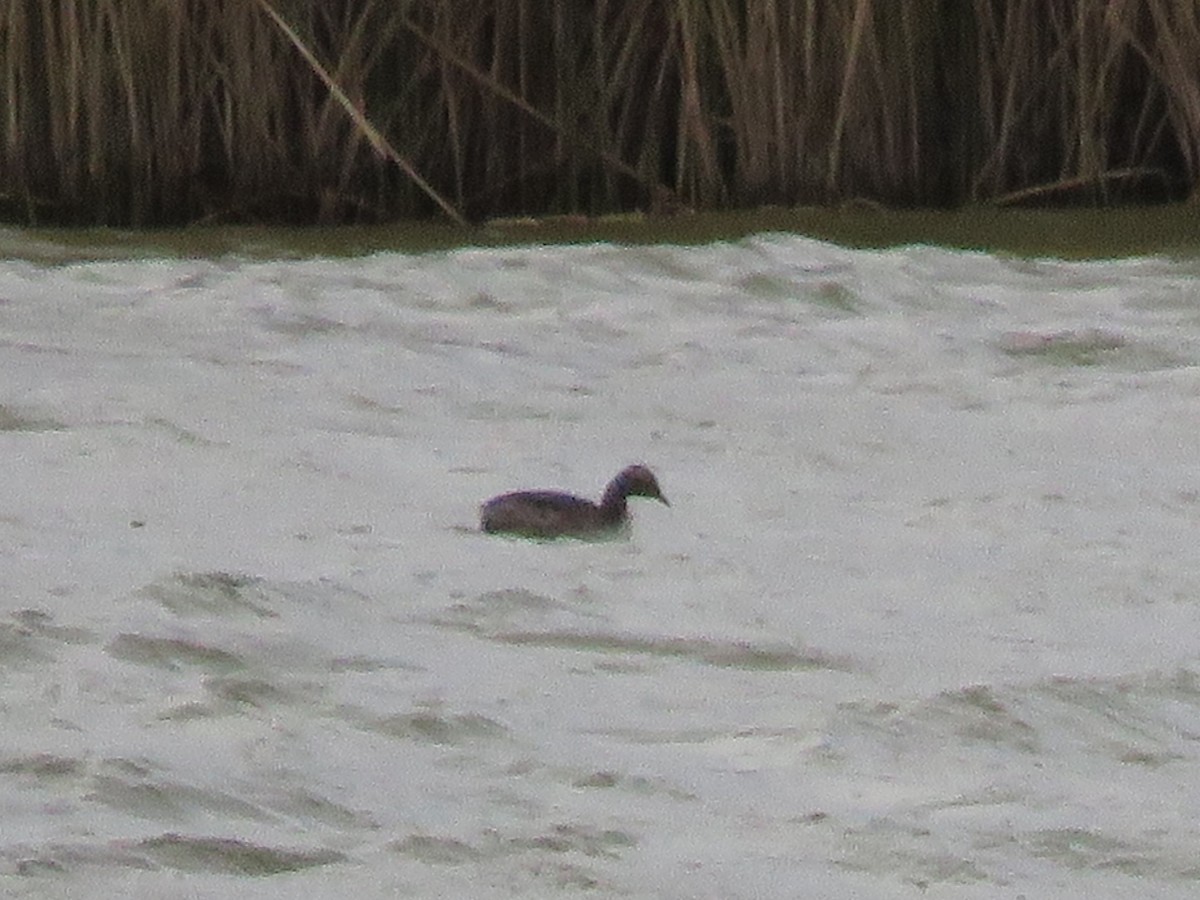 eBird Checklist - 13 Apr 2021 - Lee Kay Ponds - 49 species (+3 other taxa)