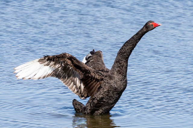 Flying Black Swan