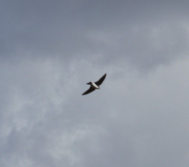 Manananggal Sightings