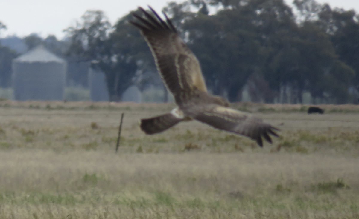eBird Checklist - 14 Apr 2021 - Ephemeral Swamp near Chat Alley - 3 species