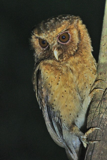 Reddish Scops Owl