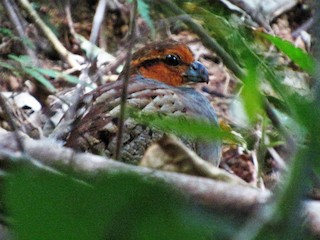 Tawny-faced Quail - eBird