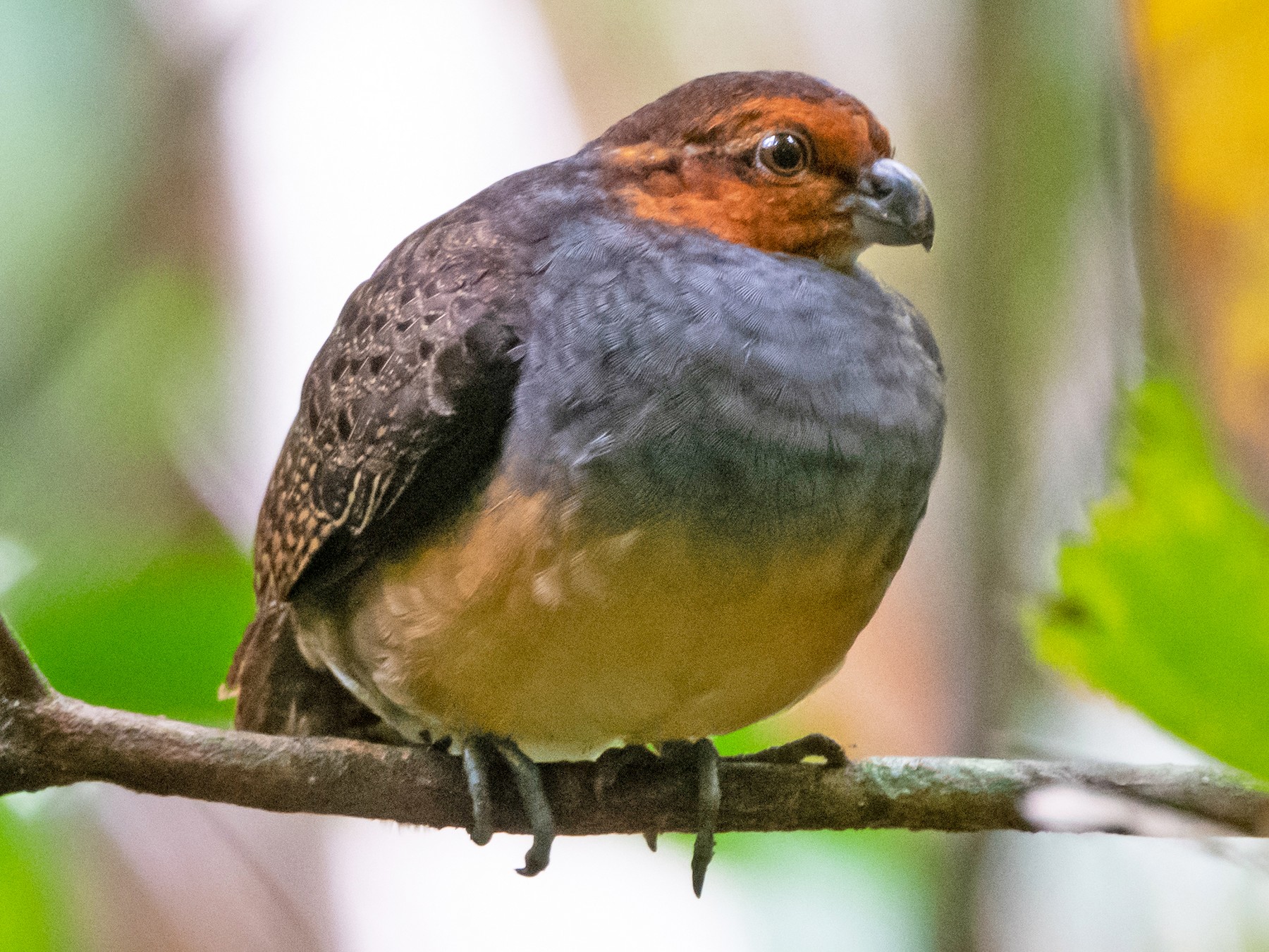 Tawny-faced Quail - eBird