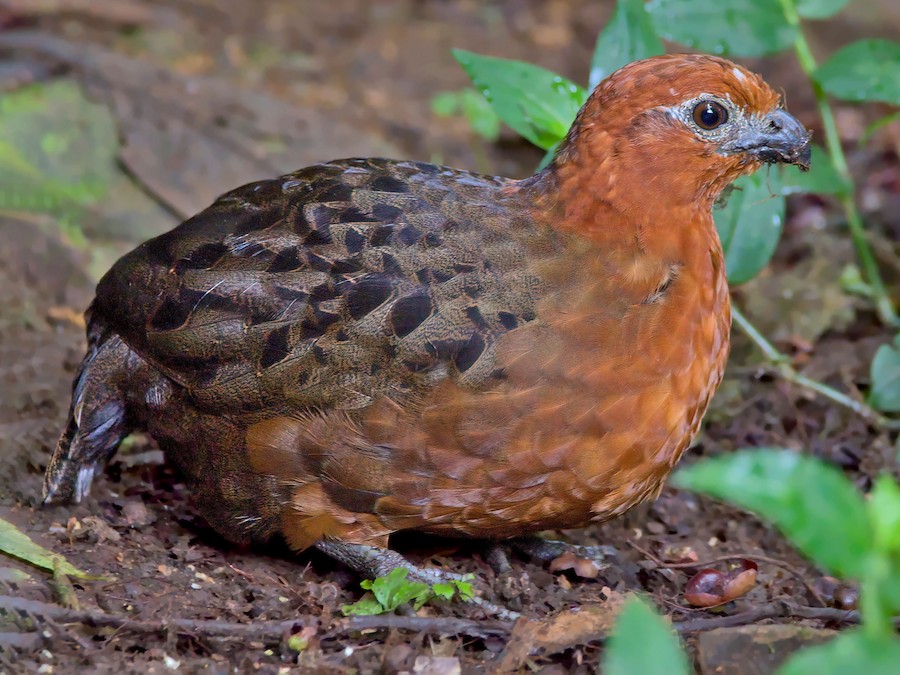 Chestnut Wood-Quail - eBird