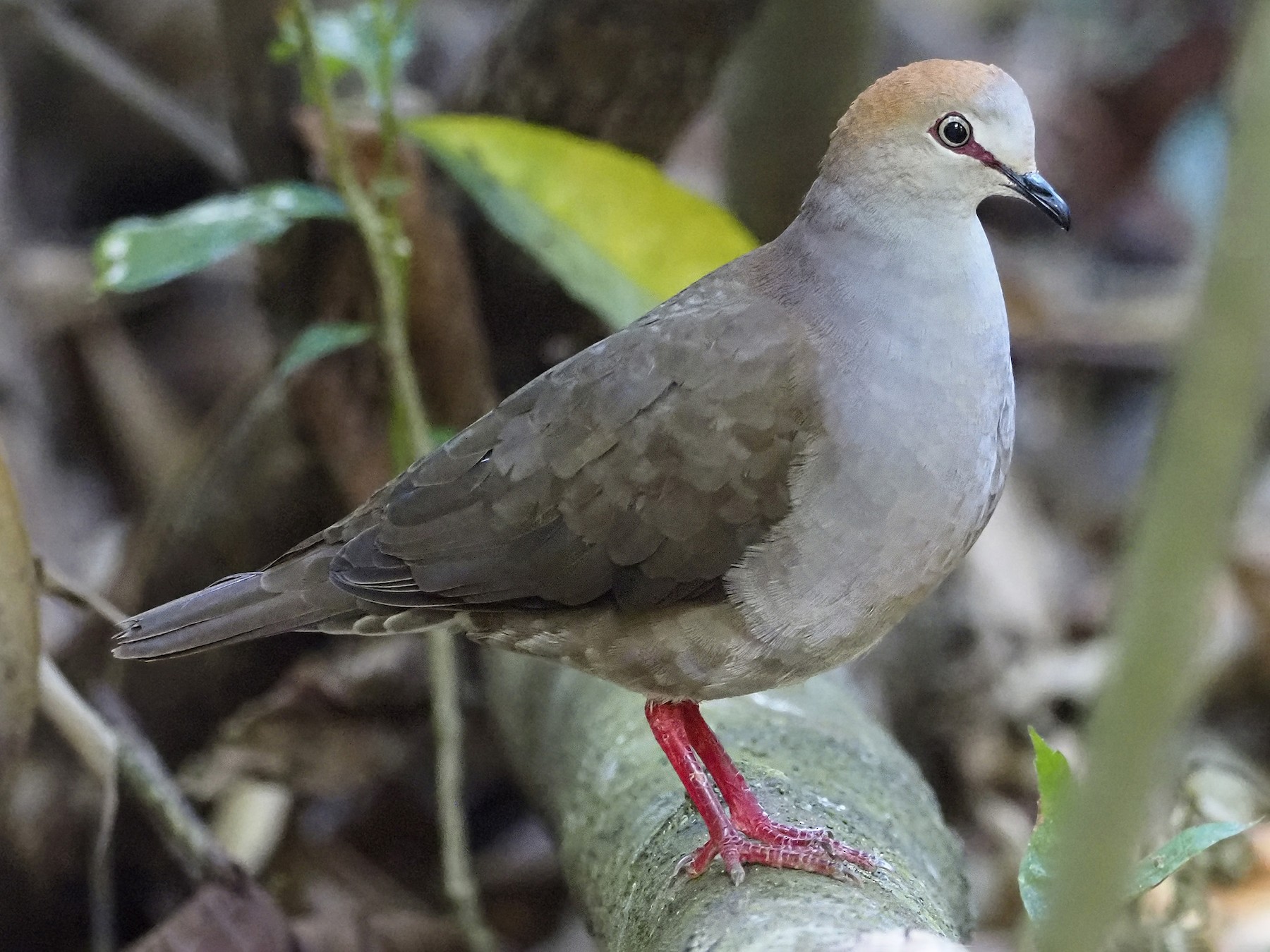 Gray-chested Dove - eBird