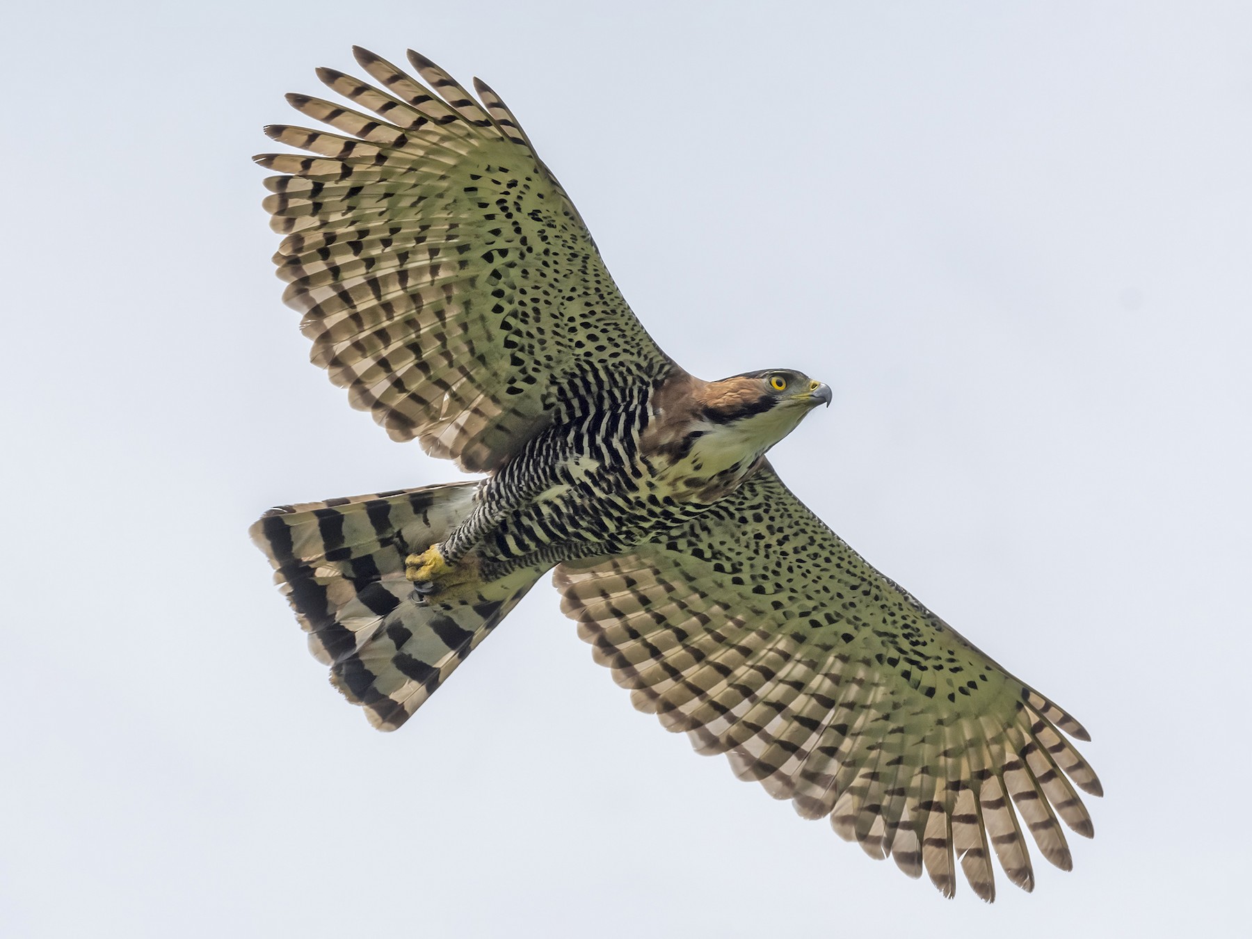 Ornate Hawk Eagle Flying
