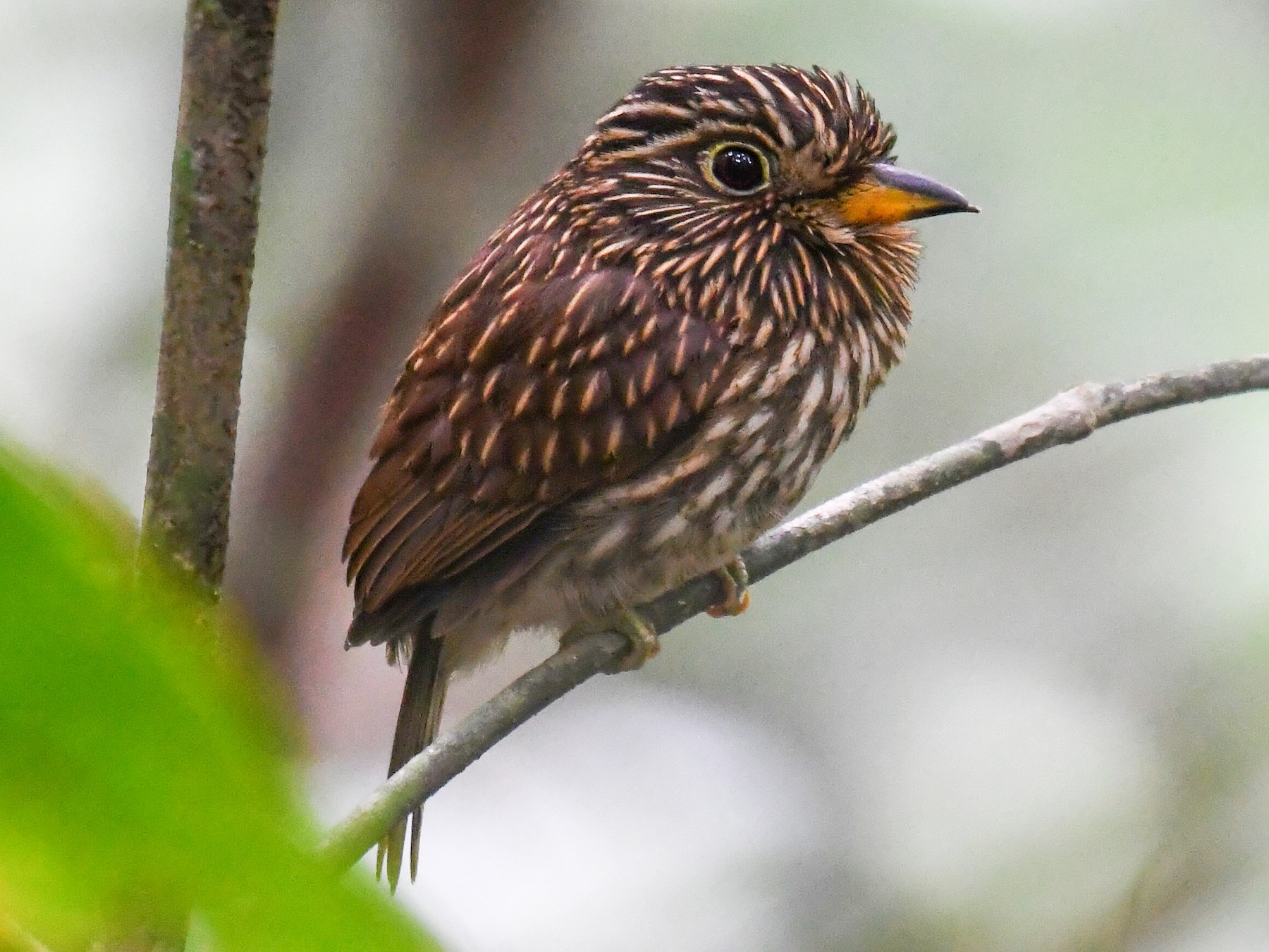 White-chested Puffbird - eBird