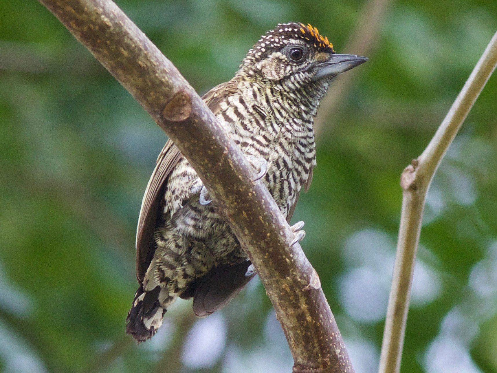 Golden-spangled Piculet - eBird