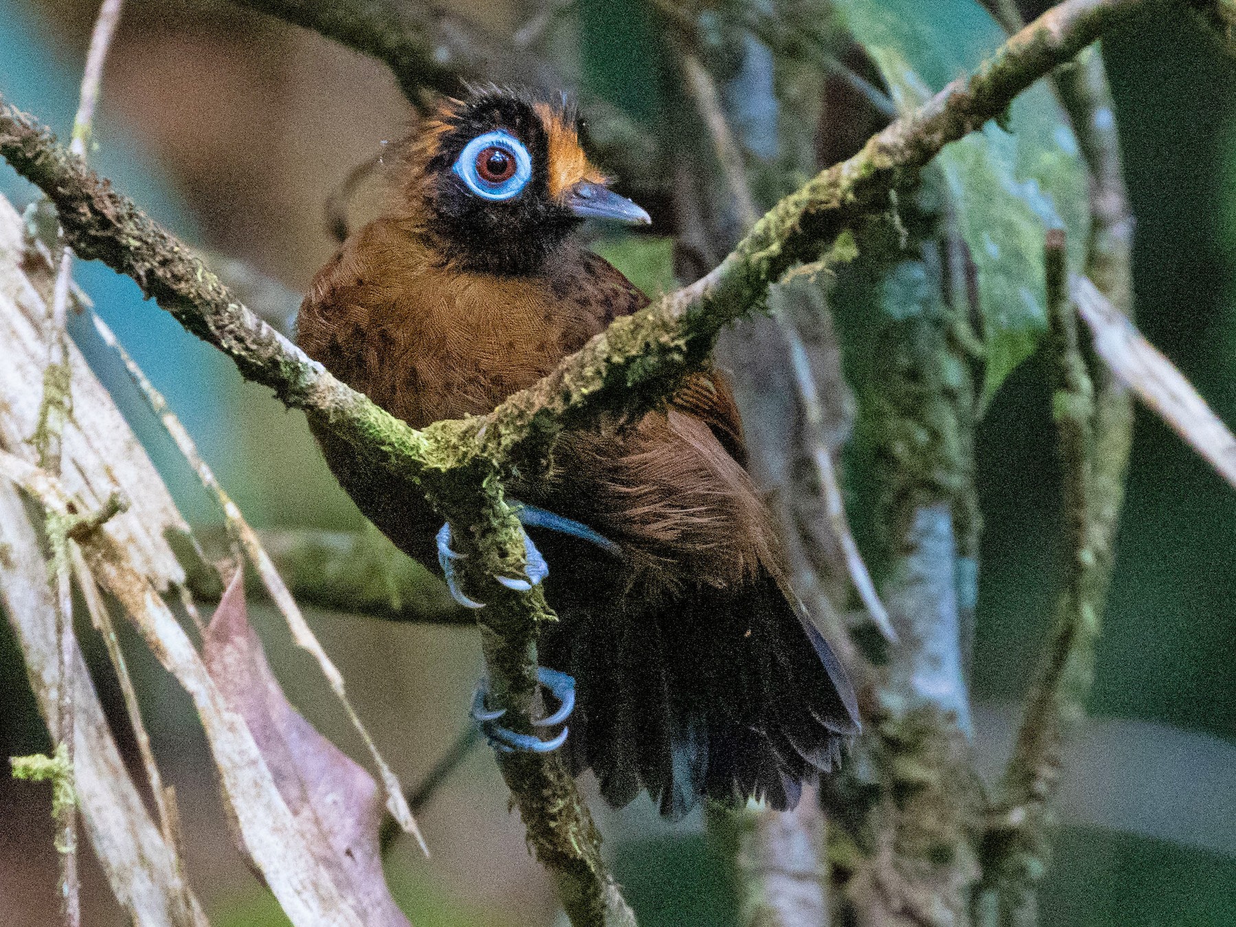 Hairy-crested Antbird - eBird