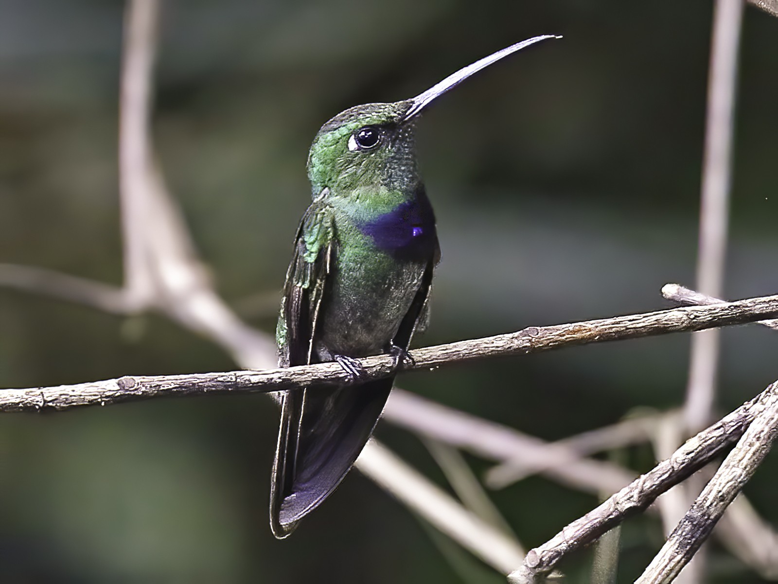 Violet-chested Hummingbird - eBird