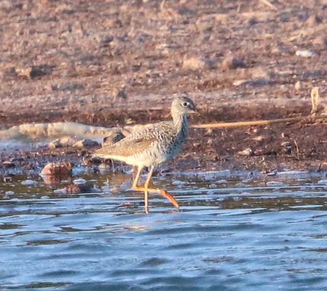 eBird Checklist - 13 Apr 2021 - Kachina Wetlands - 29 species (+1 other ...