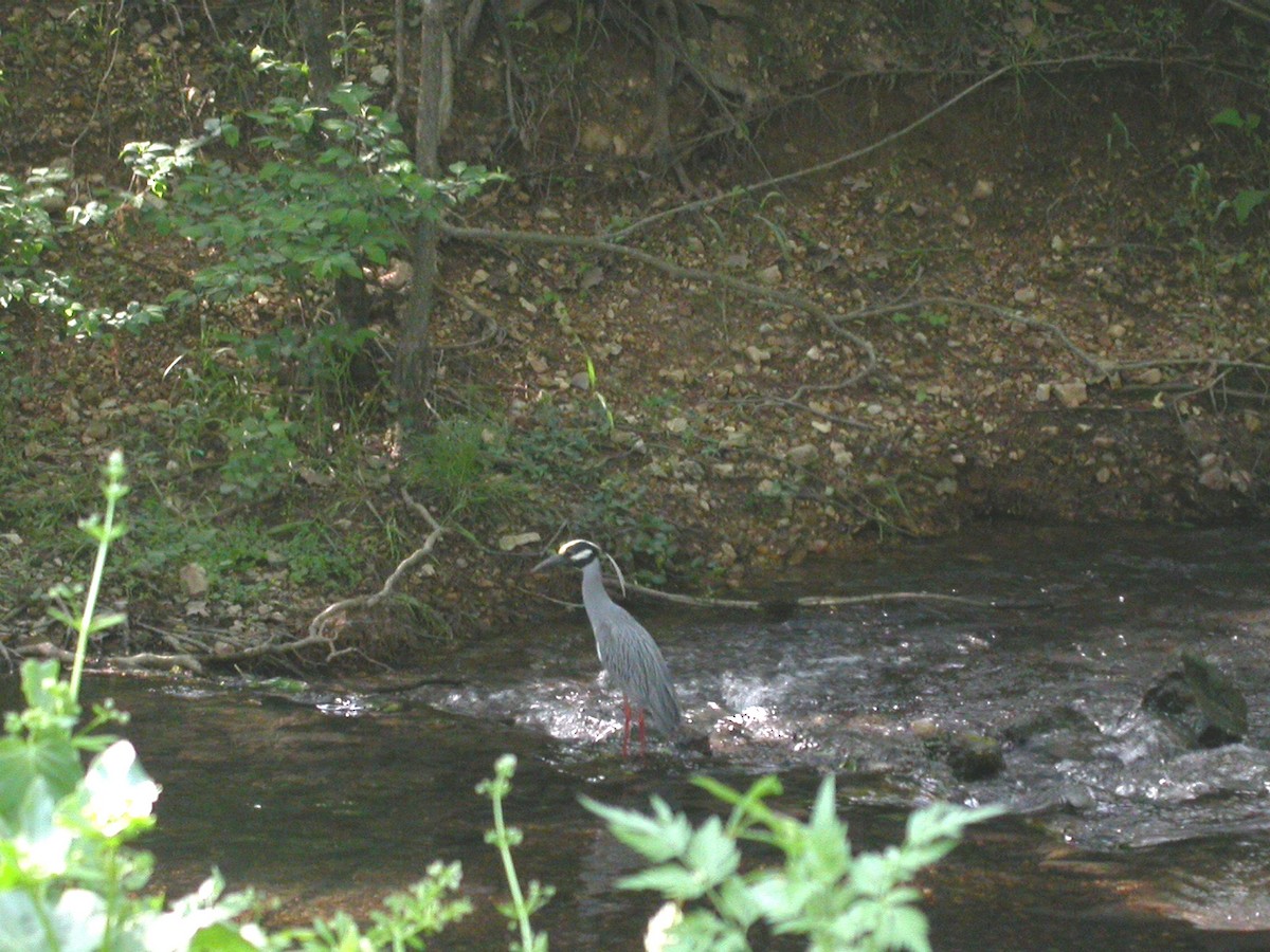 eBird Checklist - 7 May 2004 - Wildcat Glade NA - 10 species