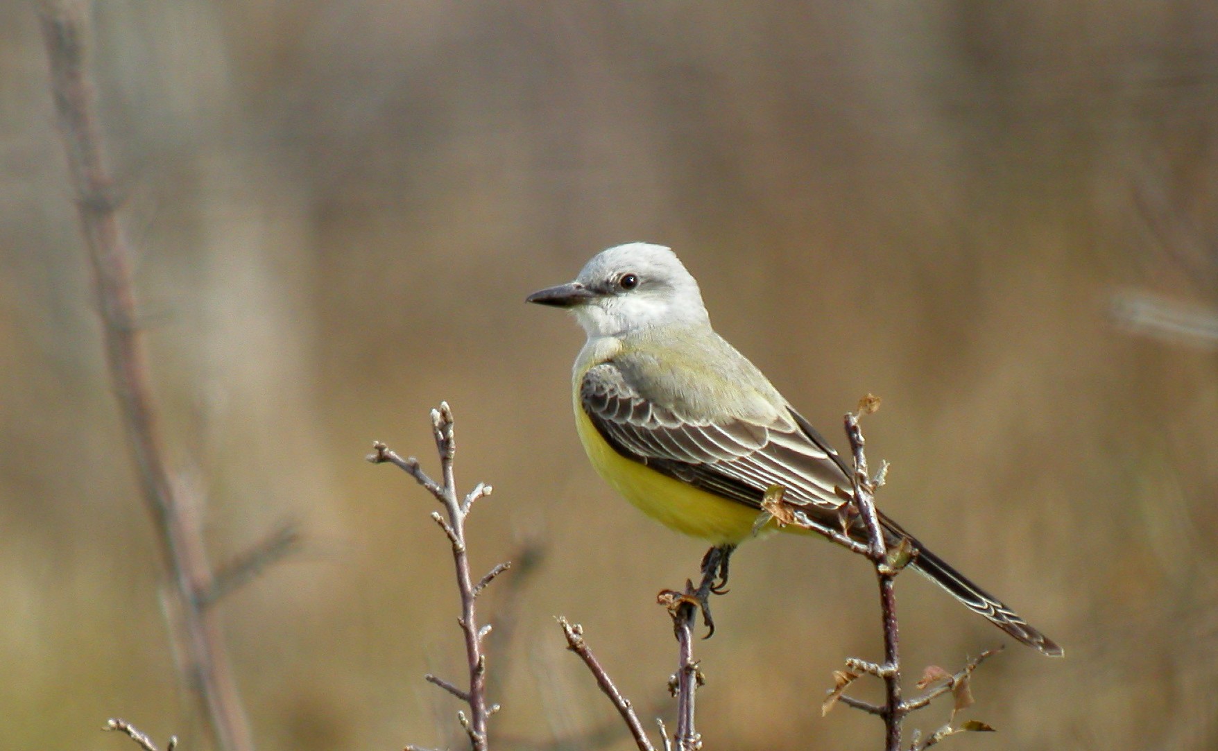 Couch's Kingbird x Scissor-tailed Flycatcher (hybrid) - eBird