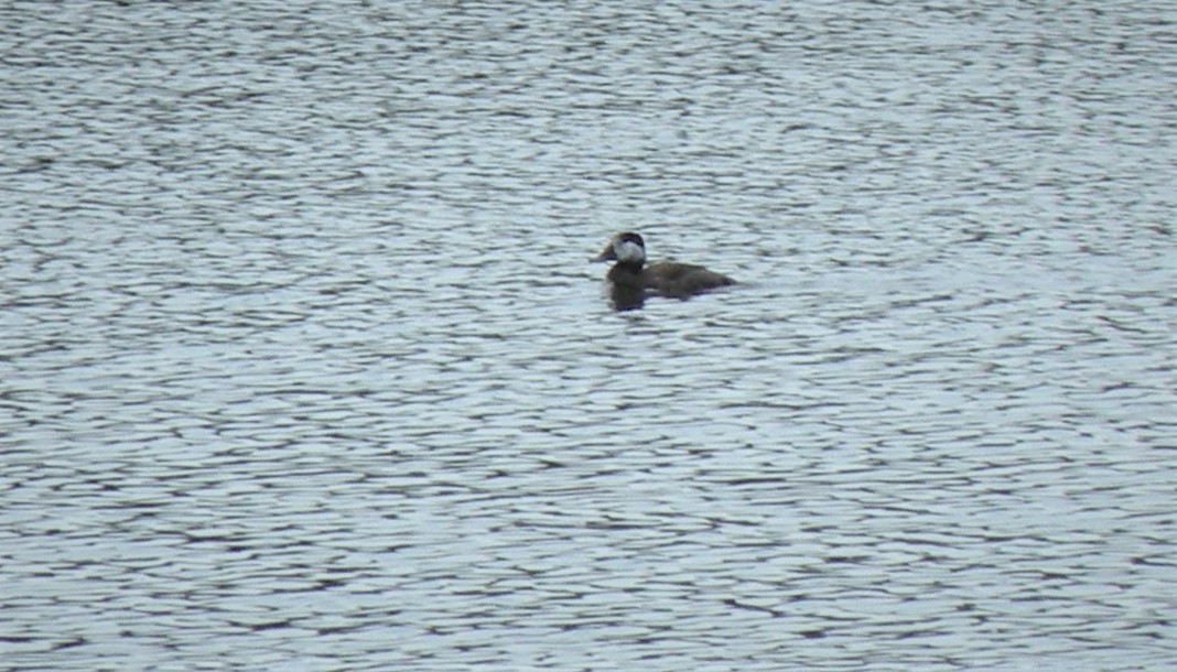 Ruddy x White-headed Duck (hybrid) - eBird