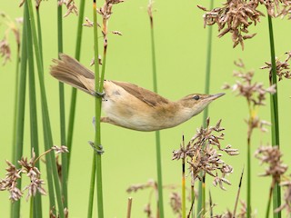 Australian Reed Warbler - Acrocephalus australis - Birds of the World