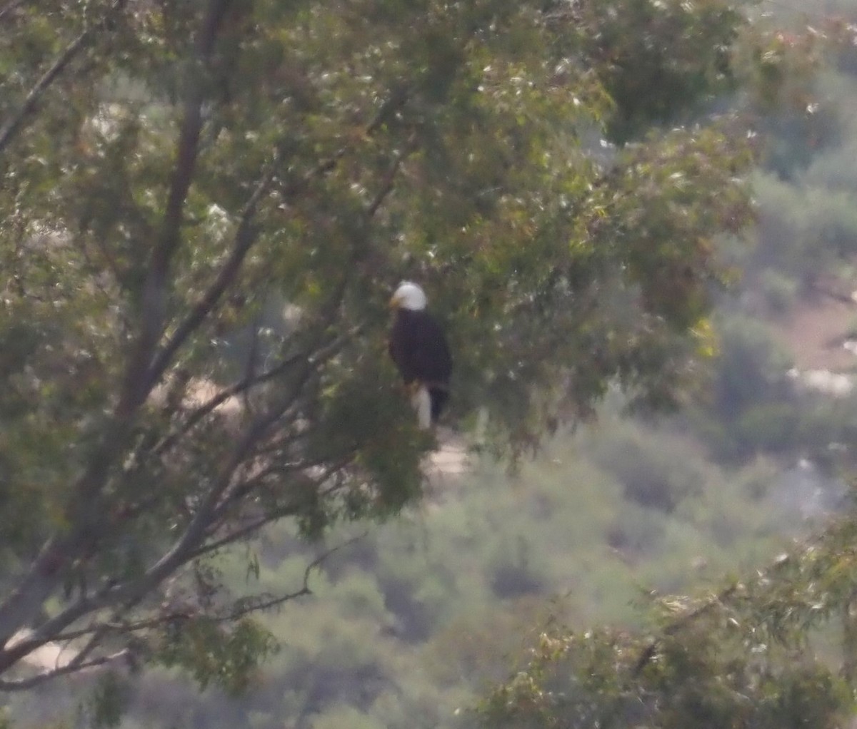 eBird Checklist - 15 Apr 2021 - Lake Poway Park - 2 species