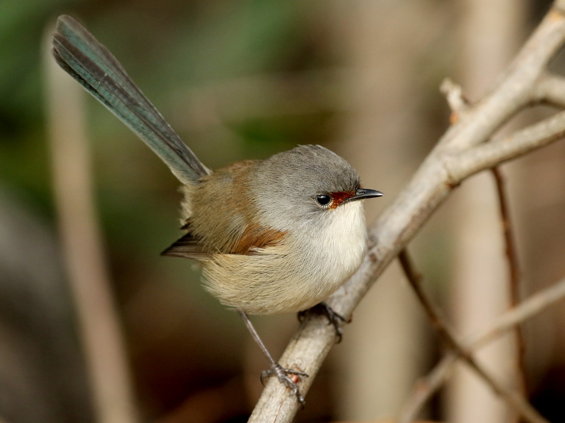 Red-winged Fairywren - eBird