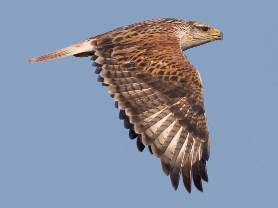 Ferruginous Hawk - eBird