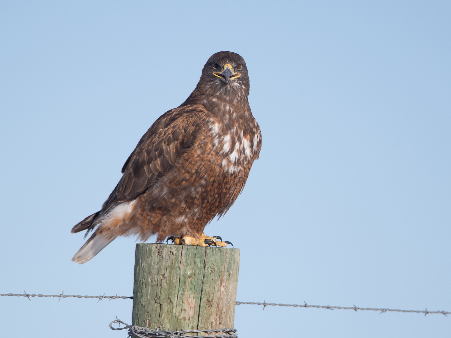 Ferruginous Hawk - eBird