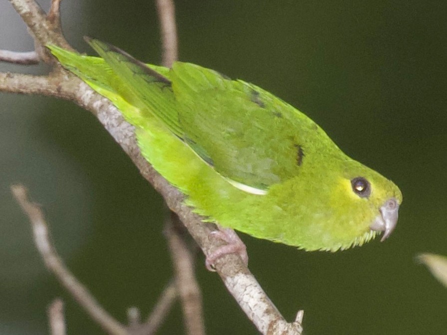 Tepui Parrotlet - eBird