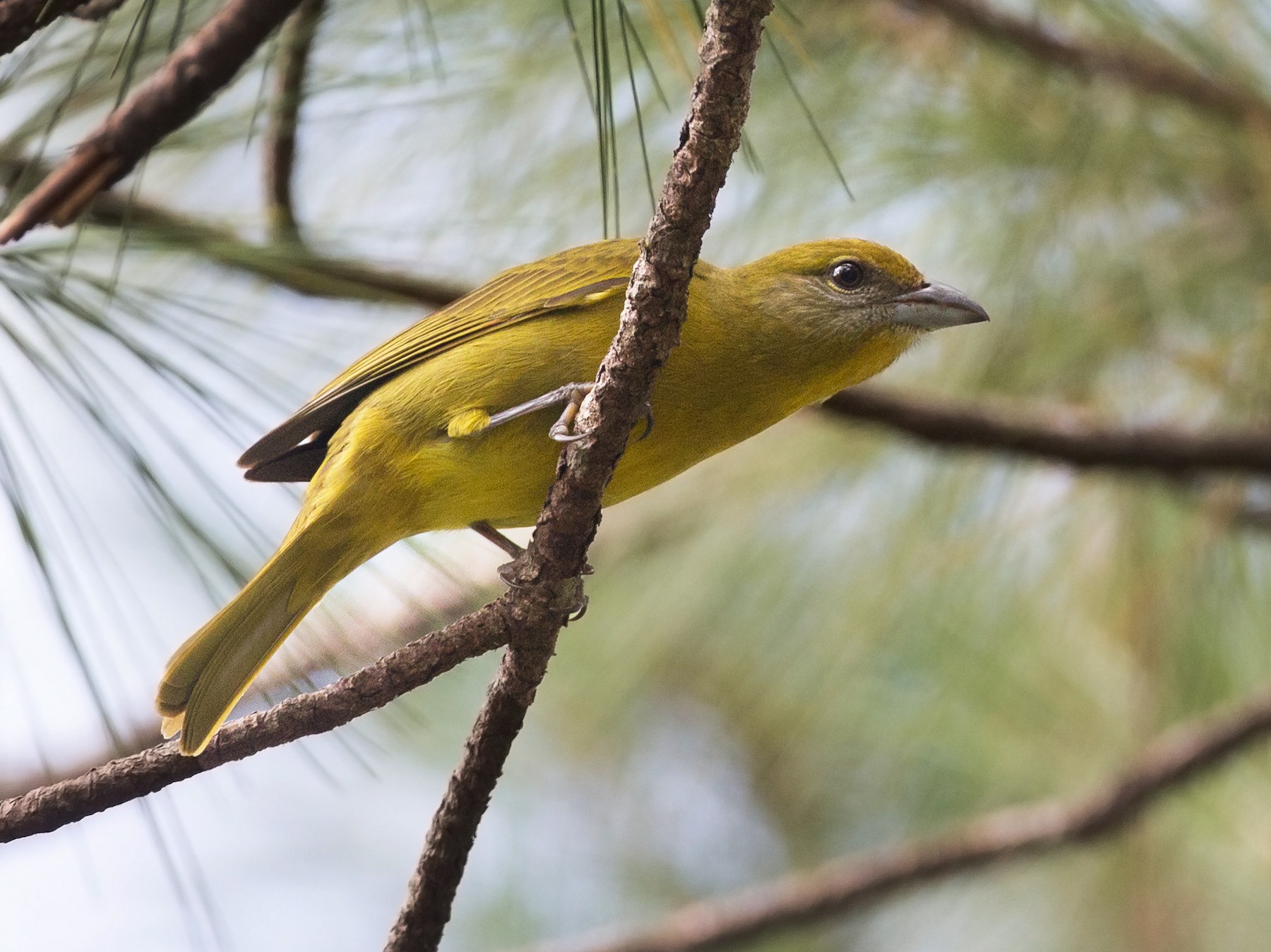 Hepatic Tanager - eBird