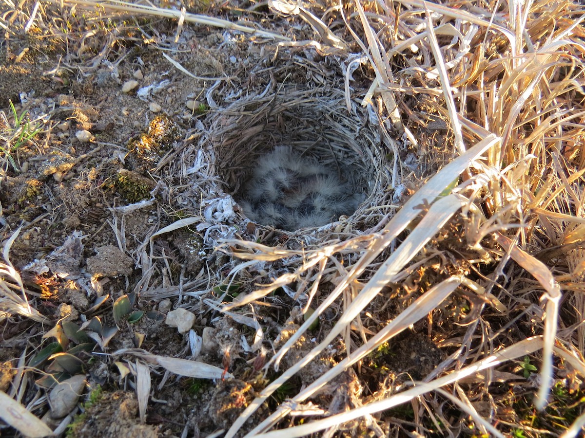 eBird Checklist - 3 Apr 2021 - Airport Road, Concord - 1 species