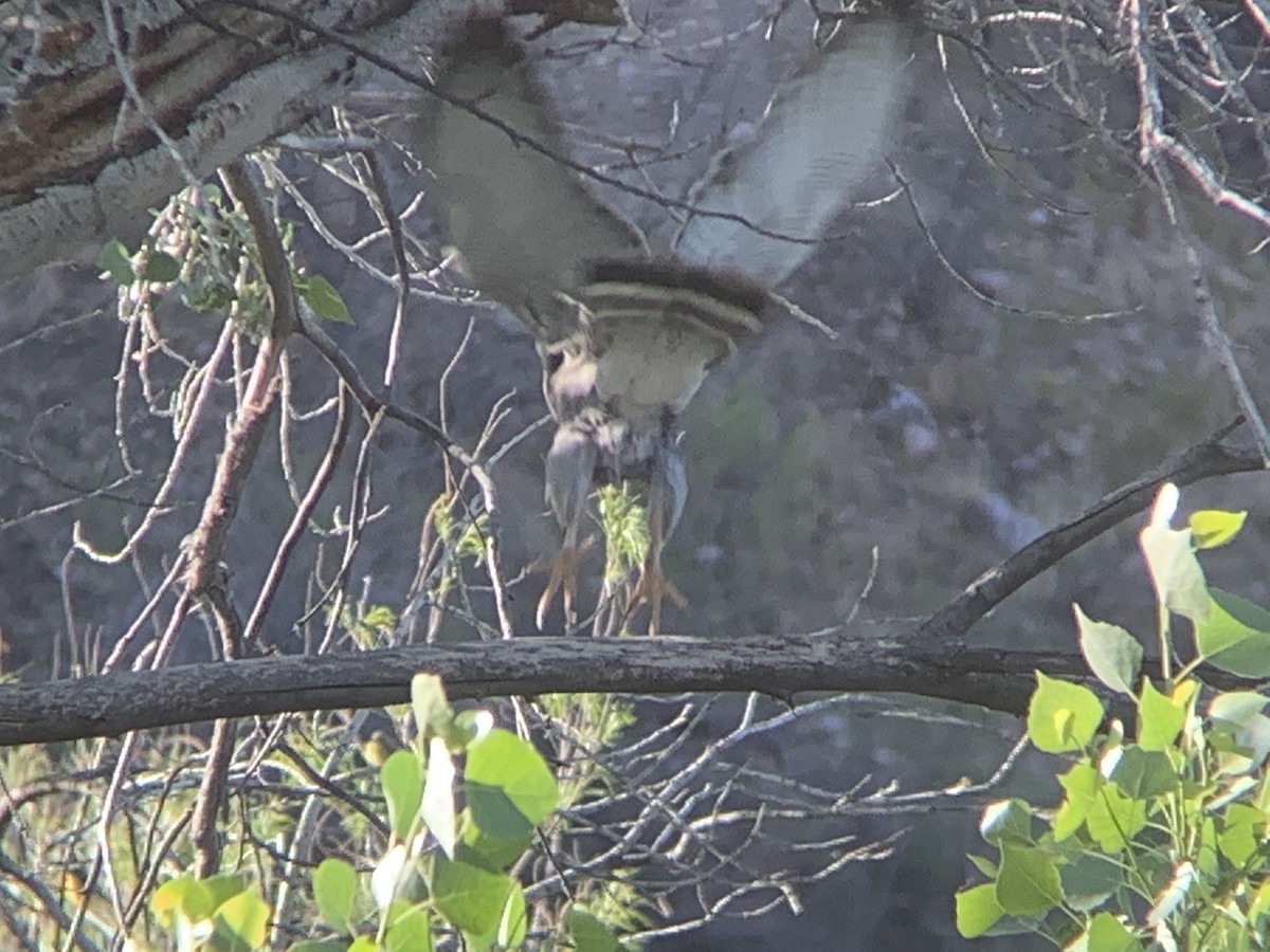 eBird Checklist - 16 Apr 2021 - Grand Canyon-Parashant National ...