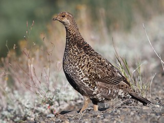 Sooty Grouse - eBird