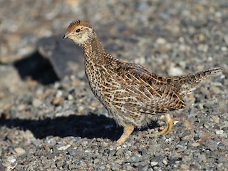 Sooty Grouse - eBird