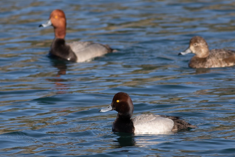 Porrón Americano x Bola (híbrido) - eBird